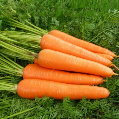 Kuroda Carrot - Japanese Carrott - 200+ seeds - Graines - Semillas ...
