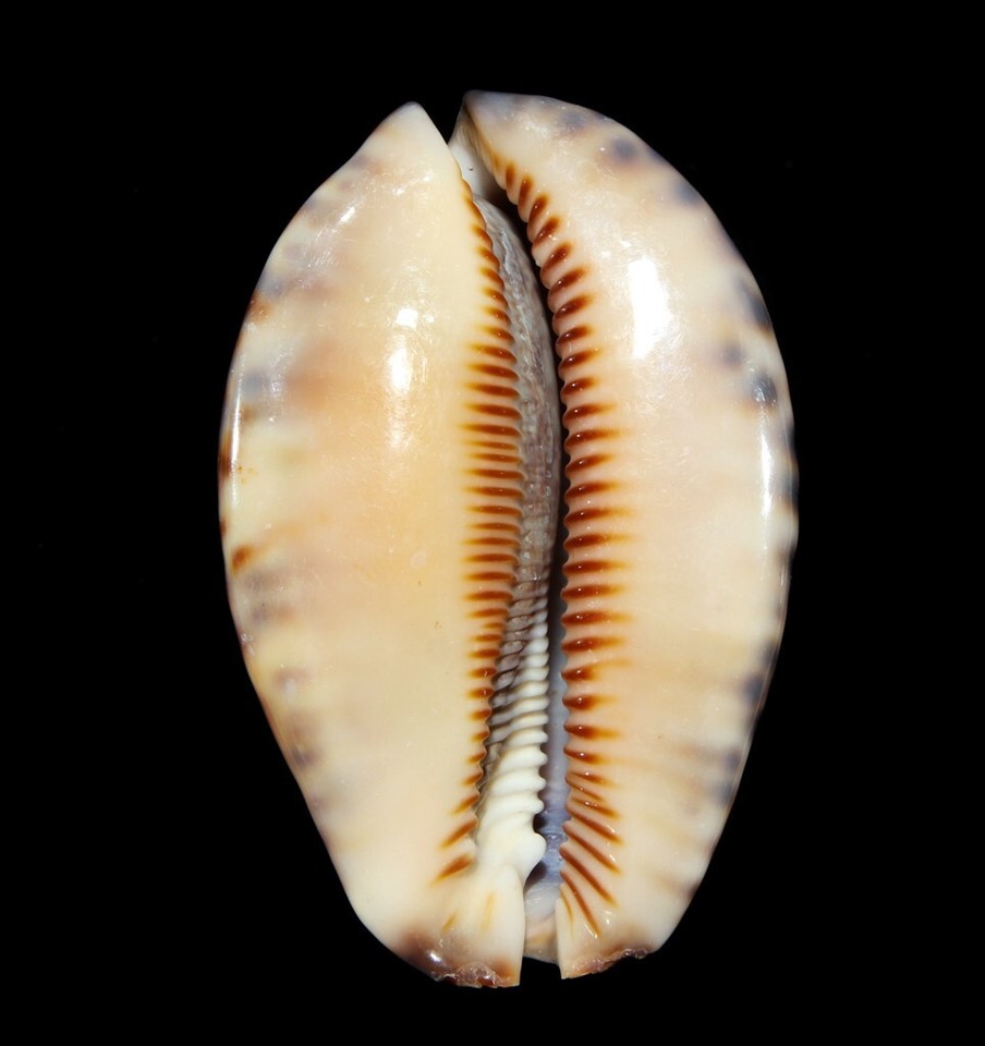 SEASHELL - Cypraea arabica asiatica- MONSTER 83.3MM, VIETNAM | eBay