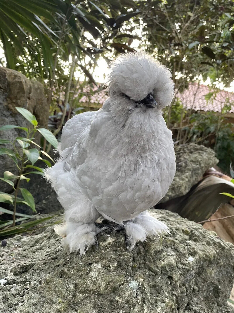 Lavender Silkie Chicken NOT FOR SALE Lavender Silkie Pullet 4 Months
