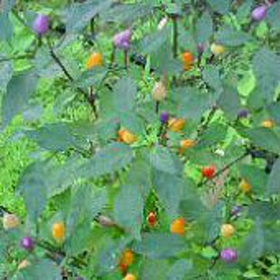 Bouquet Hot Peppers Seeds (25 Seed Packet) (More Heirloom, Organic, Non ...