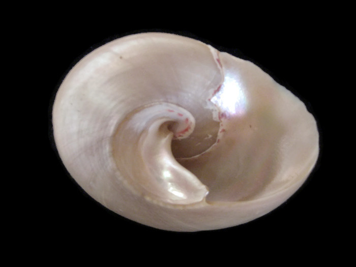 Spiral Pearl Sea Snail Shell Coral Tegulidae TEGU1 | eBay