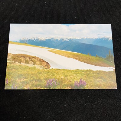VTG‼ 1980's Hurricane Ridge Olympic Mountains Washington Postcard ...