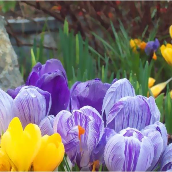 20 CROCUS SPECIE MIX BULB CORM AUTUMN GROWING GARDENING SPRING ...
