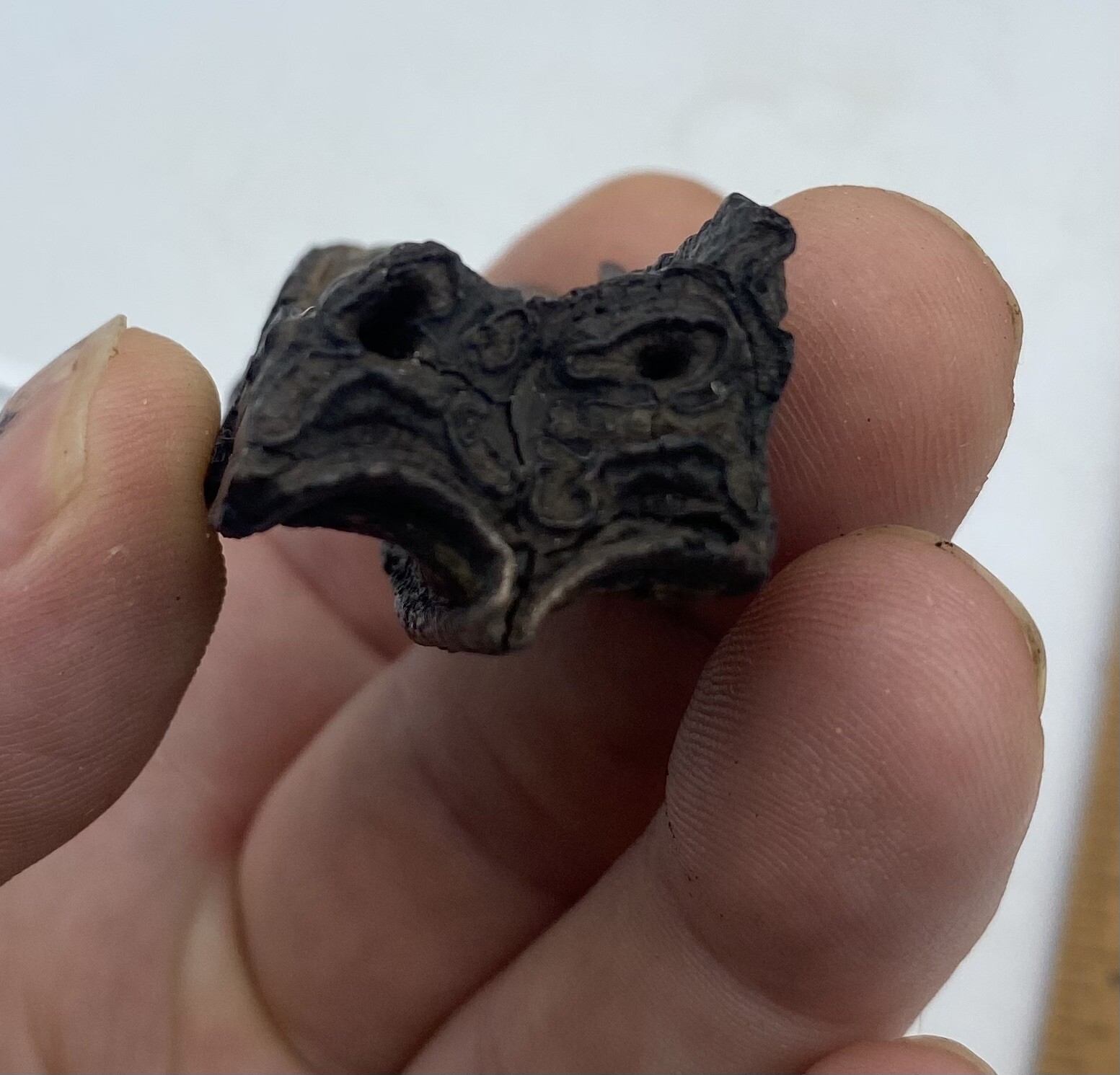 Prehistoric Fossil Horse Tooth Equus Complicatus Pleistocene Age ...