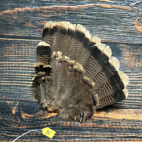 Hen wild turkey tail Merriam feather millinery decoy turkey tail bustle ...