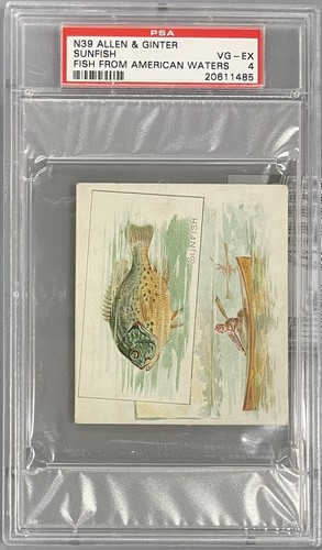 SUNFISH 1889 N39 Allen & Ginter 50 Fish From American Waters PSA 4 VG ...