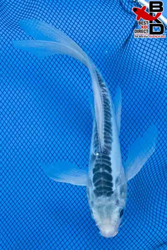 8" BUTTERFLY CAROLINA BLUE! SHUSUI Live Koi Fish Garden Pond 6/13 | eBay