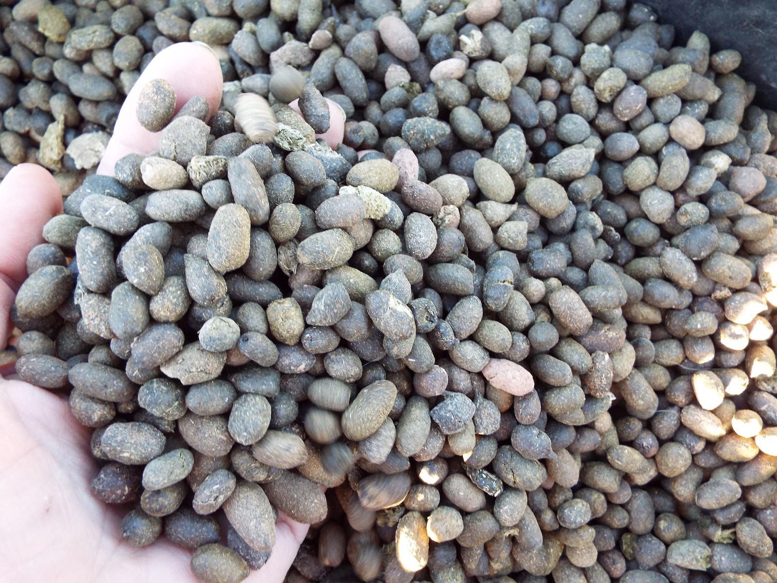 ONE Pound Navajo-Churro Dried Sheep Manure - BULK MANURE | eBay