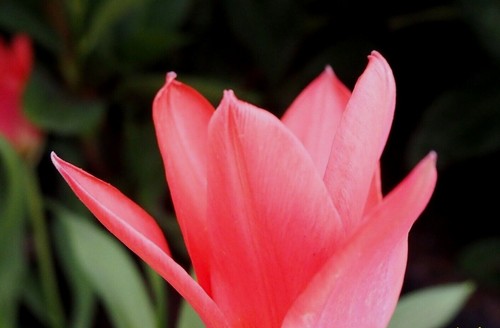 1 20 50 100 250 Coral Satin Red Miniature Tulip Spring Garden Bulbs ...