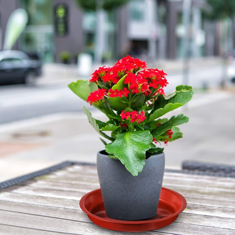 5pcs Round Flower Pot Base Plate Plastic Plant Saucer Drip Trays for ...