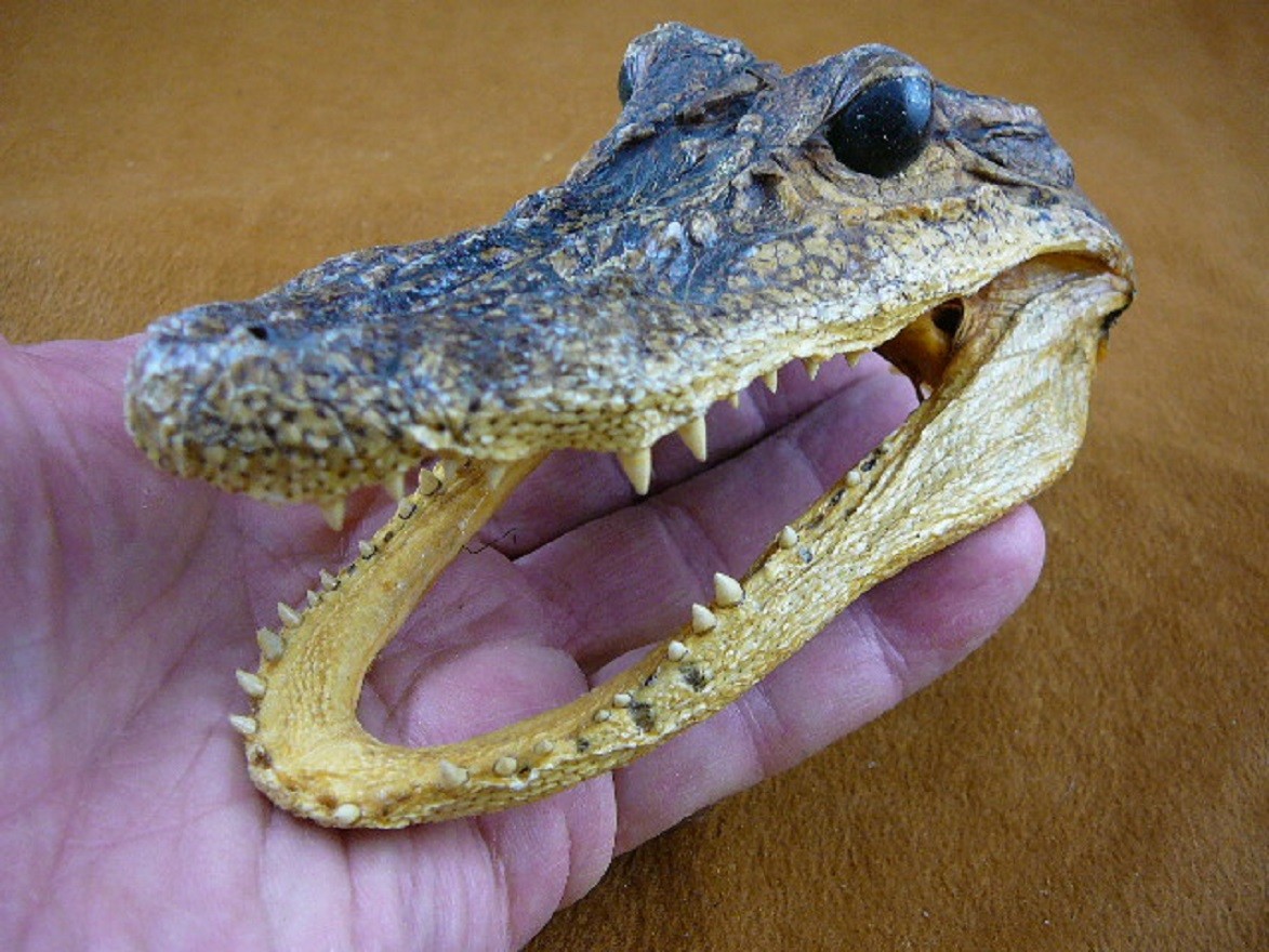 G-Def-311) 4-1/8" Deformed Gator ALLIGATOR HEAD jaw teeth TAXIDERMY ...