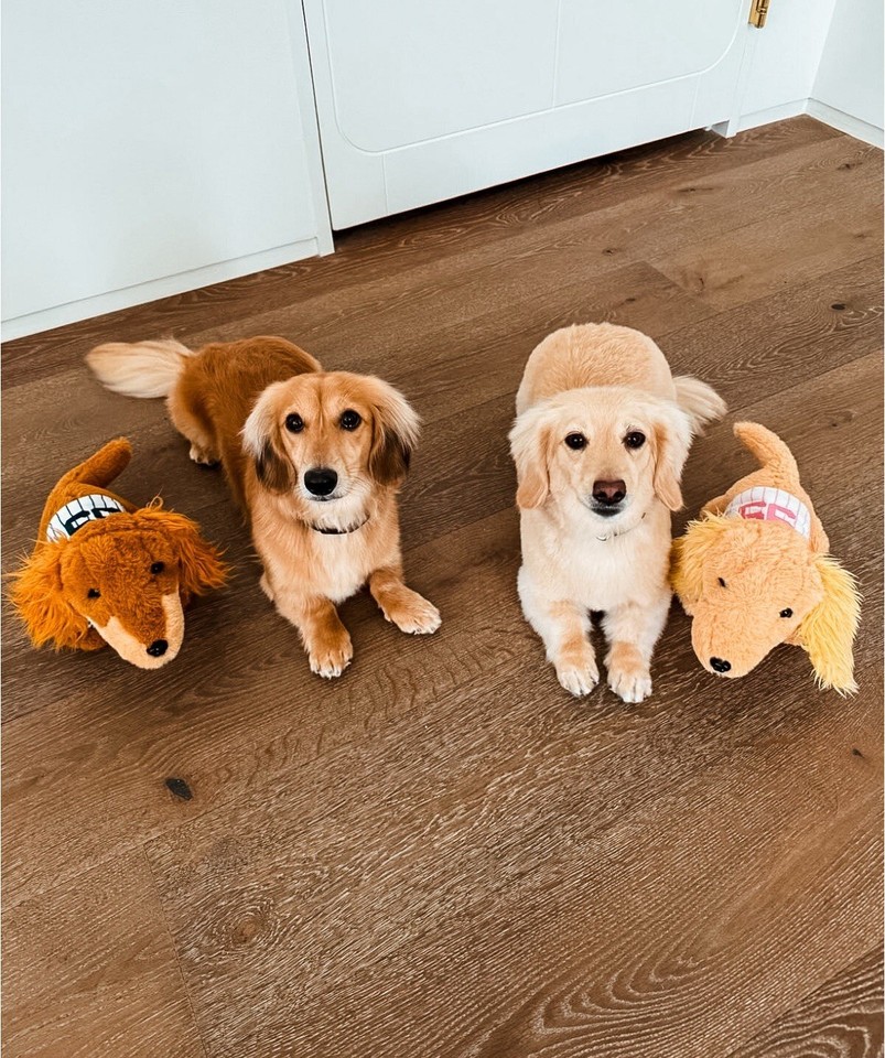 2025 Aaron Judge Yankees Plush Dog Puppy Set Gus Penny NY Dogs Animals ...