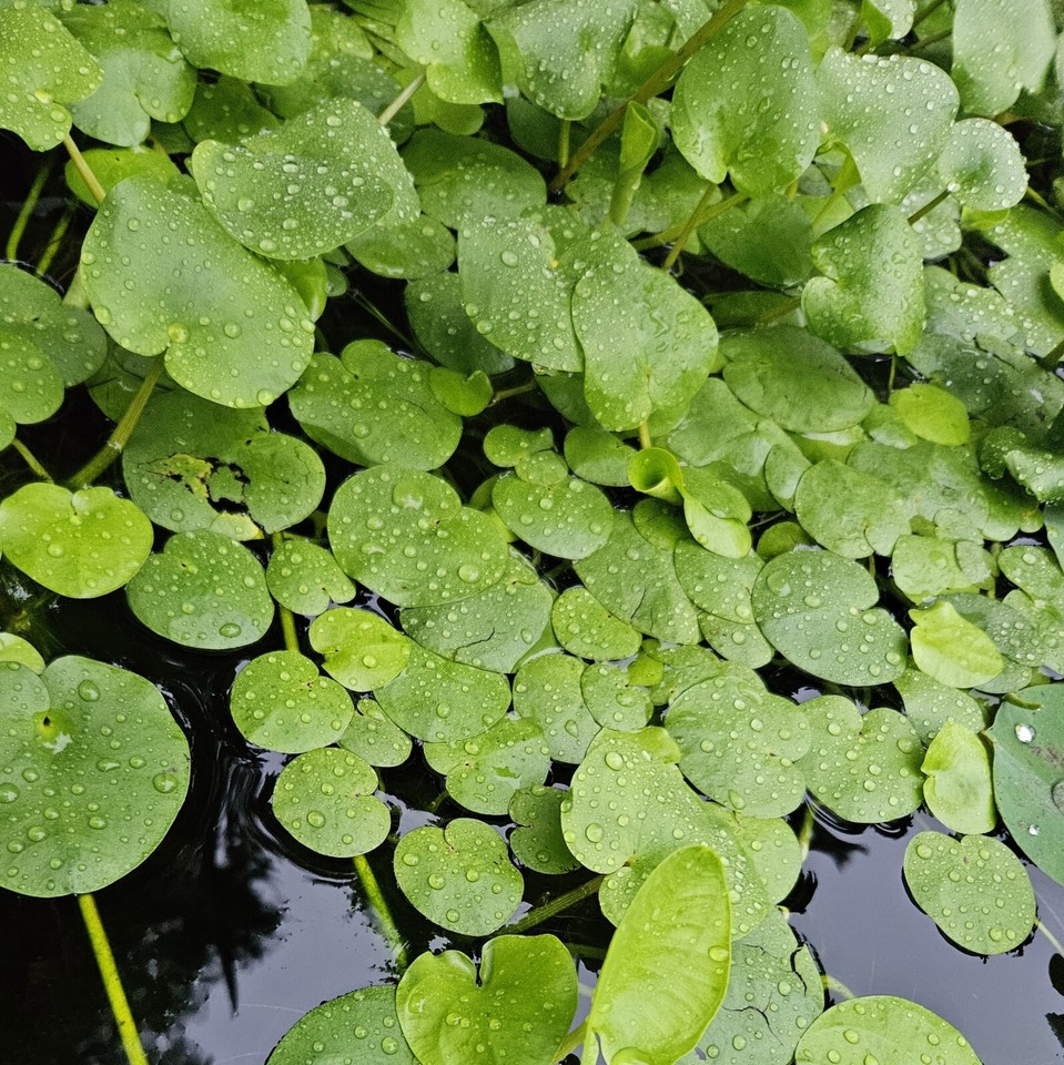 Amazon Frogbit Live Aquatic Floating Plant | eBay