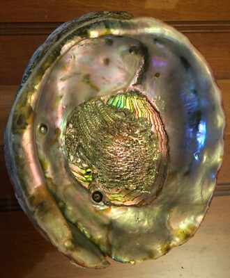 MASSIVE 9”+ X 8”+GIANT TROPHY RED ABALONE SHELL HALIOTIS RUFESCENS | eBay