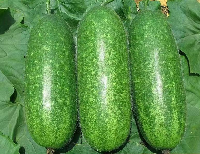 20+ Organic Hairy skin gourd seeds Fuzzy melon Wax gourd Hairy melon ...