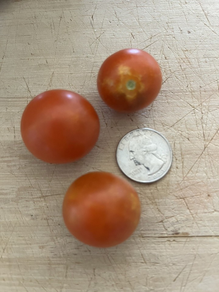 Heirloom Red Robin Tomato Seeds Micro-Dwarf Container, Hydroponic, 20 ...