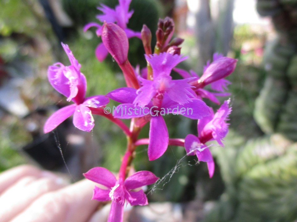 Epidendrum Orchid- 1 cut Each - Red/yel, Pur/Red, Yel/pink, Org/Yel | eBay