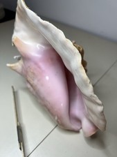 Conch Shells for sale | eBay