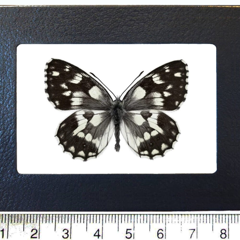 Melanargia halimede white black butterfly China FRAMED | eBay
