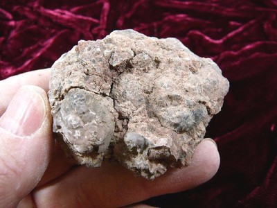 (PP508-22) 4 oz Real Fossil Crocodile croc POOP doo doo Triassic era ...
