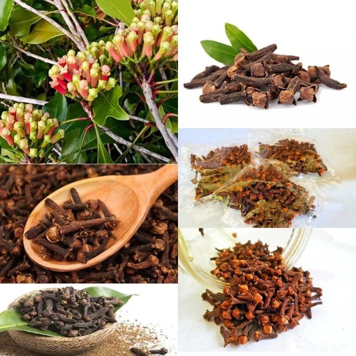 15+ Ceylon Cloves Tree Seeds Syzygium Aromaticum pure dried Seeds Rare ...