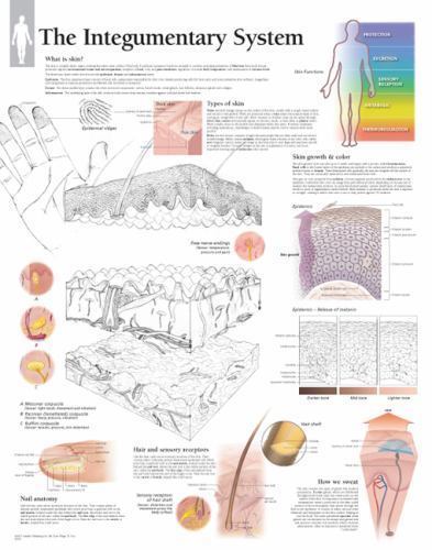 Anatomical Wall Charts Ser.: Integumentary System by Scientific ...