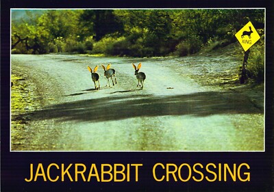 Postcard Jackrabbit Crossing, Tempe Arizona, Unposted M3 | eBay
