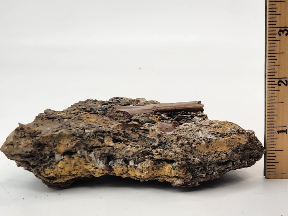 Theropod Bone, Tyrannosaur Tooth, Gar Scale Fossils - Aguja Fm ...