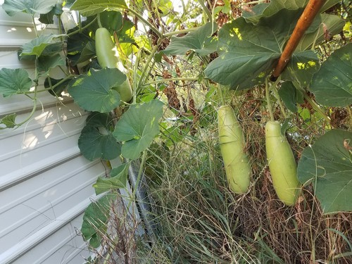 Long Upo Japanese Long gourd, Opo, Organic Upo 20 Upo Seeds,Heirloom ...