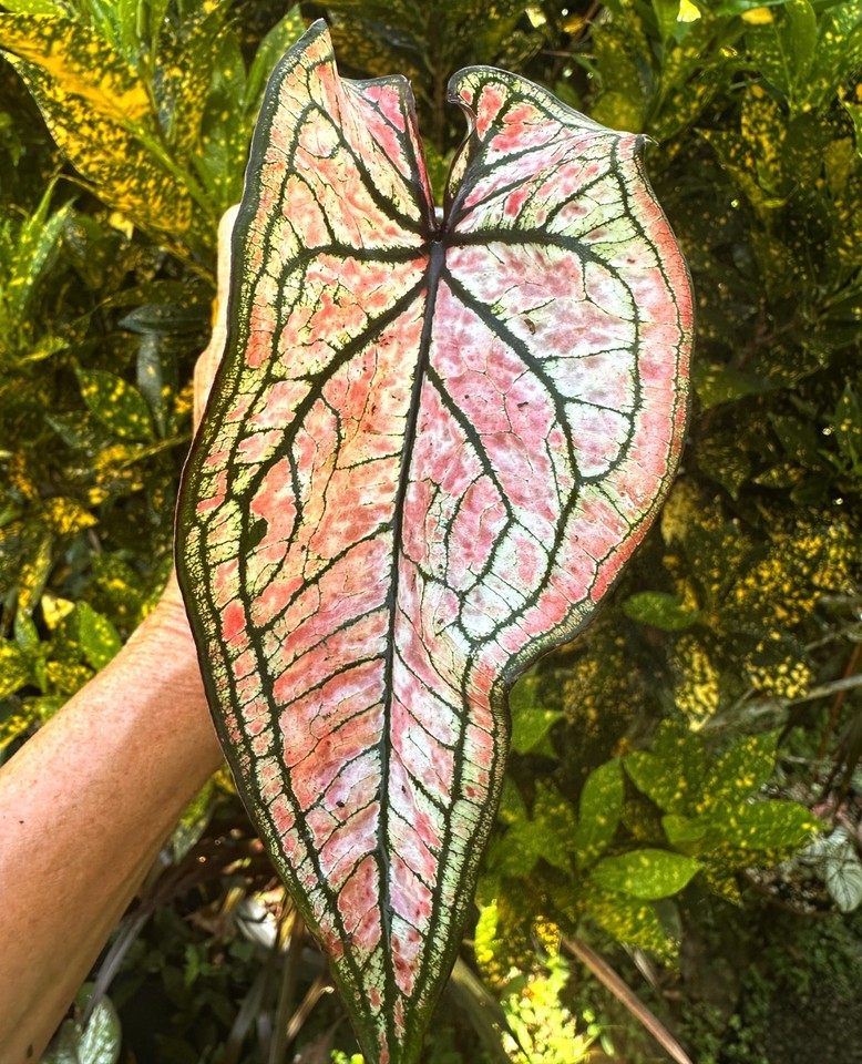 Caladium Established Variegated Aroid Indoor Outdoor Plant Corm | Colly ...