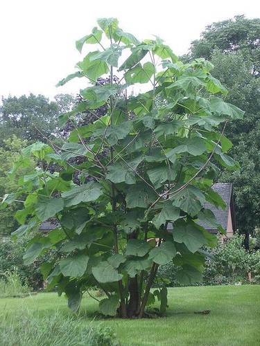 Paulownia Tree (Foxglove Tree) Empress Tree XXL Jumbo Plug Plants | eBay UK