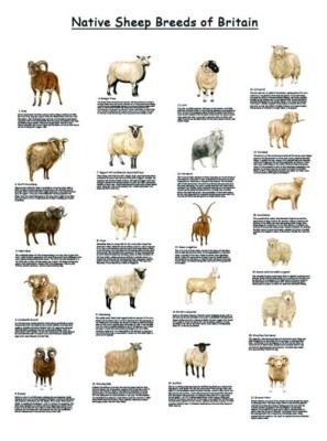 Vintage Native Sheep Lamb Breeds of Britain Tractor Poster Brochure Art ...
