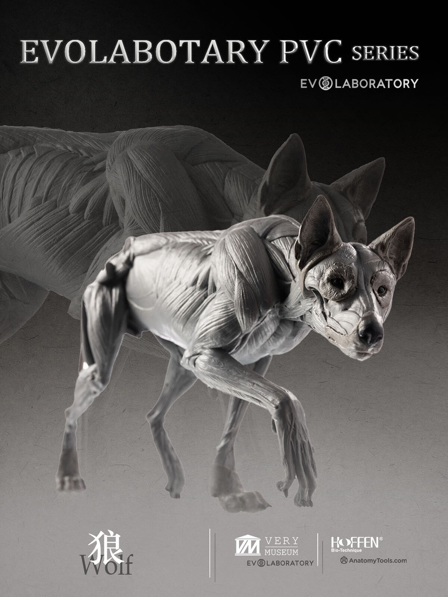 Wolf Anatomy Diagram Internal Anatomy Horse Label Illustration Stock