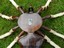 Wooden Spider Carving - Large Hand Carved Walking Spider Statue 60cm ...