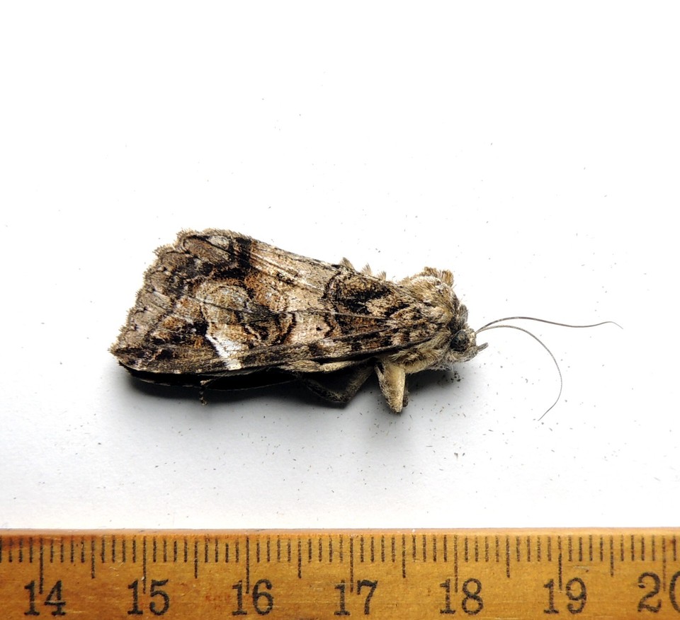 Euparthenos nubilis, DC; Catocalinae, Noctuidae | eBay