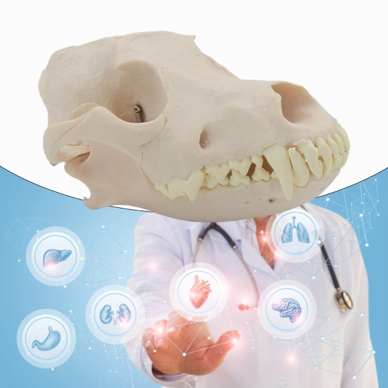 Realistic Dog Head Skeleton Model Anatomical Dog Skull Model Canine ...