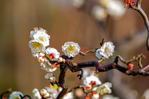 Japanese Flowering Apricot Tree, ‘Longyou Mei‘龙游梅 | eBay