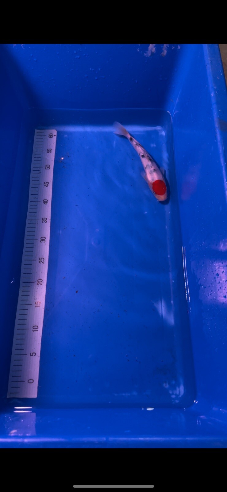 Japan Tancho Sanke Marudo Farm With Certificate Live Koi Fish | eBay