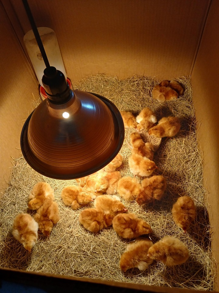 Organically Raised Rhode Island Red Hatching Eggs - 16 | eBay