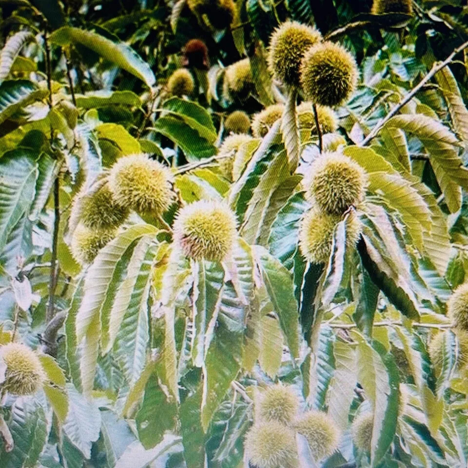 14PCS Bigger American Chestnuts Tree Seeds Hybrid Chinese Edible 2025 ...