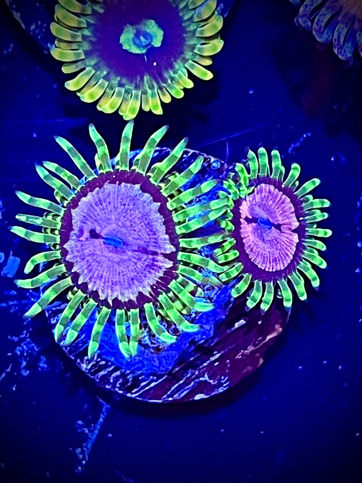 WWC purple monster zoas Coral King Wysiwyg live coral frag | eBay