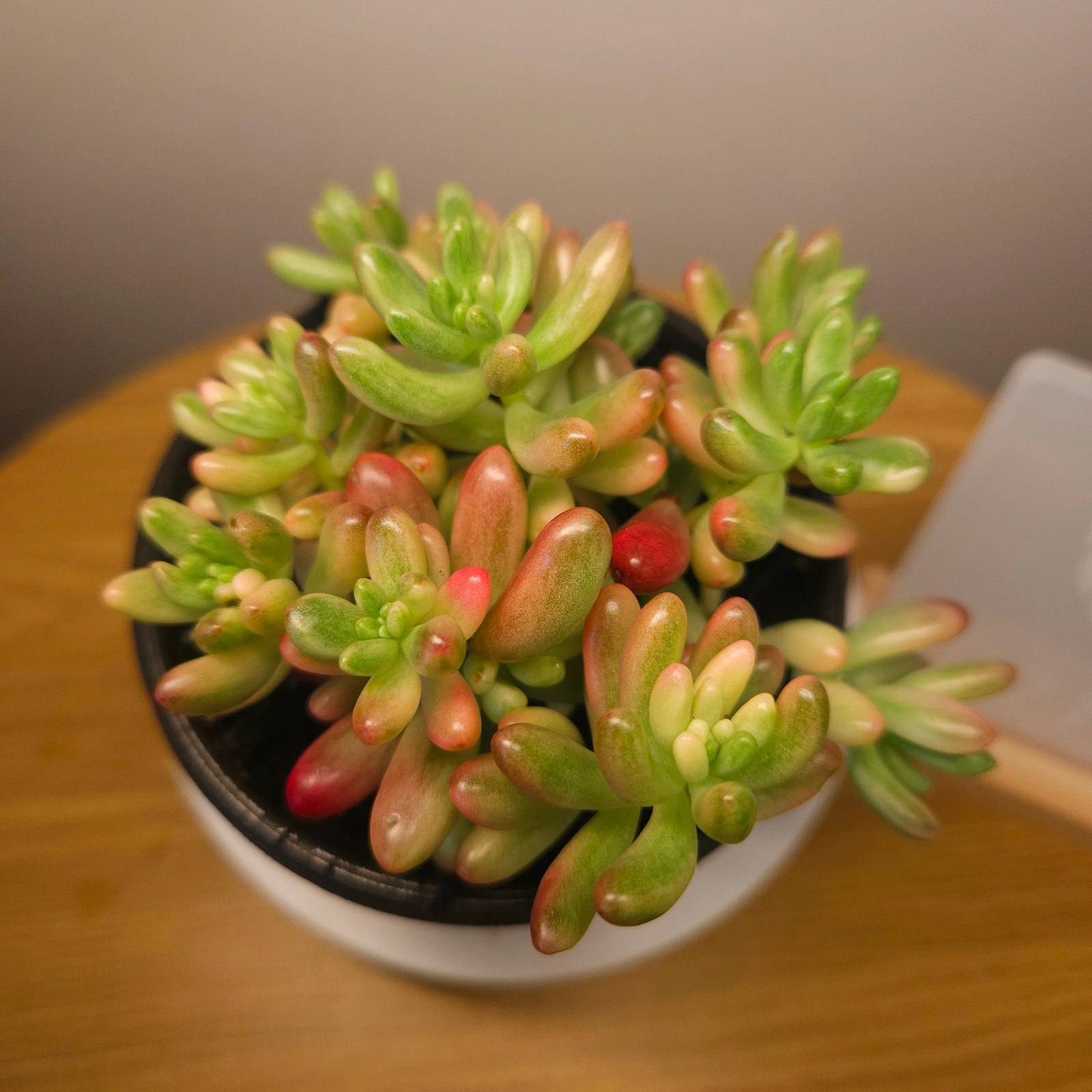 Jelly Bean Pink | eBay Australia