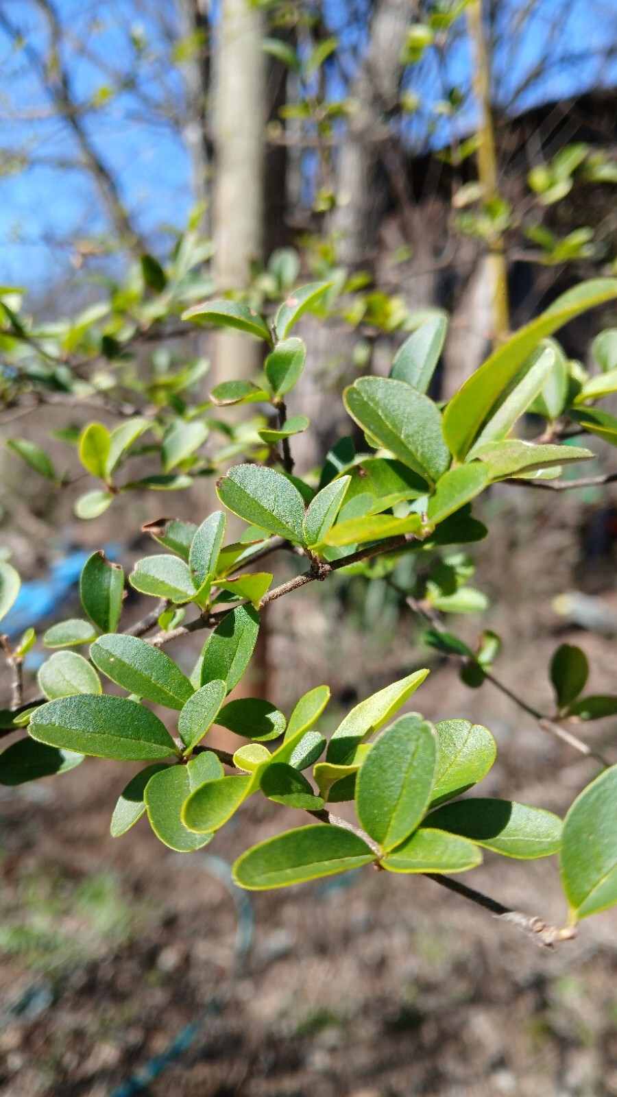 40 Bare Root Chinese Privet Hedge Live Plants 5-8 Inches | eBay
