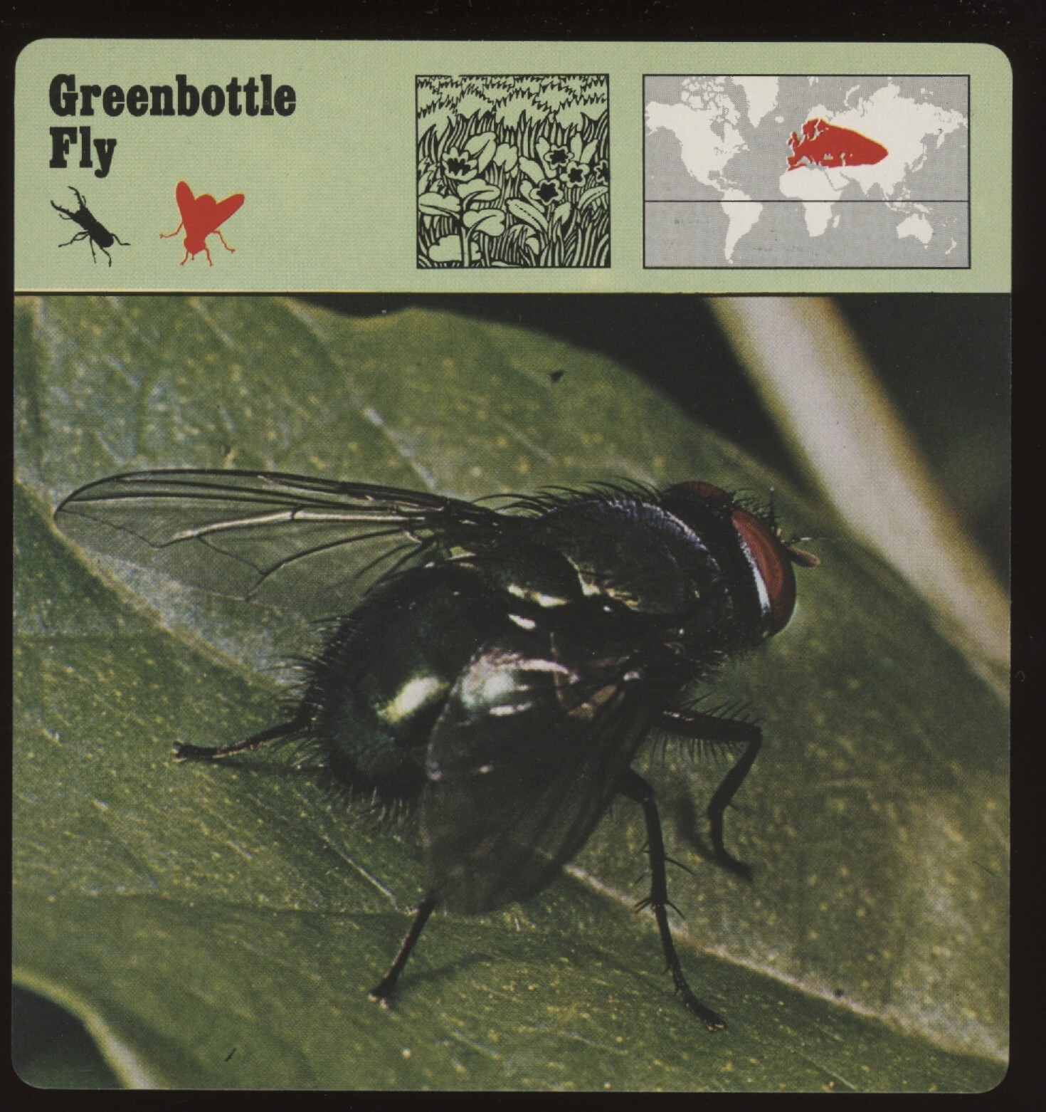 Greenbottle Fly Safari Cards Rencontre Insects | eBay