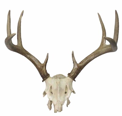 8 Point Whitetail Buck Rack Skullcap Wild Missouri Mount Taxidermy ...