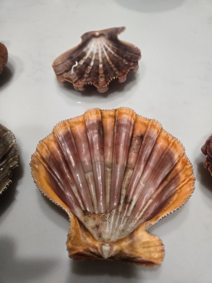 Five Lion's Paw, Nodipecten fragosus, Shells, One Sided, Various Size ...