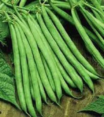 Premium Contender Stringless Green Bean - Fresh Seed - Non-GMO - Very ...