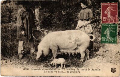PC SOUVENIR D'EXCURSION UN BONJOUR DE TOUTE LA FAMILLE PIG COCHON ...