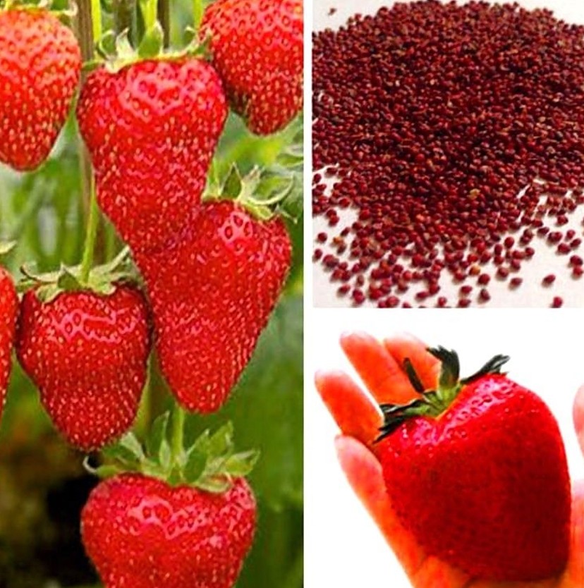 50 graines Fraisier Fraises géantes Fragaria ananassa /50x seed Giant ...