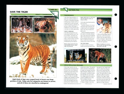 Save the Tigers Wildlife Fact File Card Conservation Home School 11.26 ...